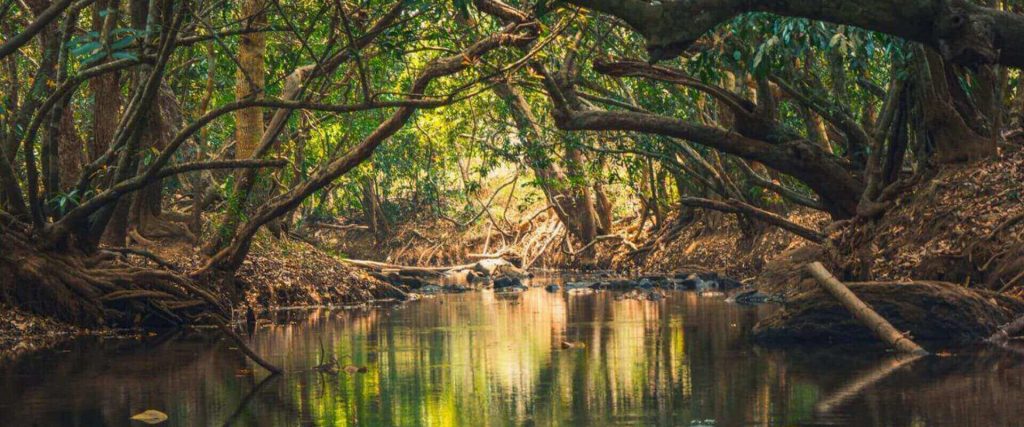 Uncovering Kuruva Island: Kerala's Pristine Ecological Wonders